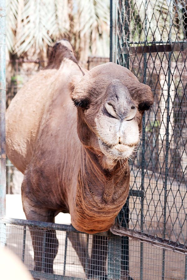Smiley Camel Stock Photos - Free & Royalty-Free Stock Photos from ...