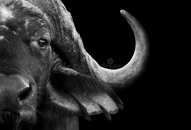 African Buffalo stock photo. Image of african, large - 32249994
