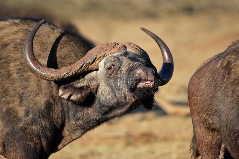 African (Cape) Buffalo Portrait Stock Photo - Image of african, body ...