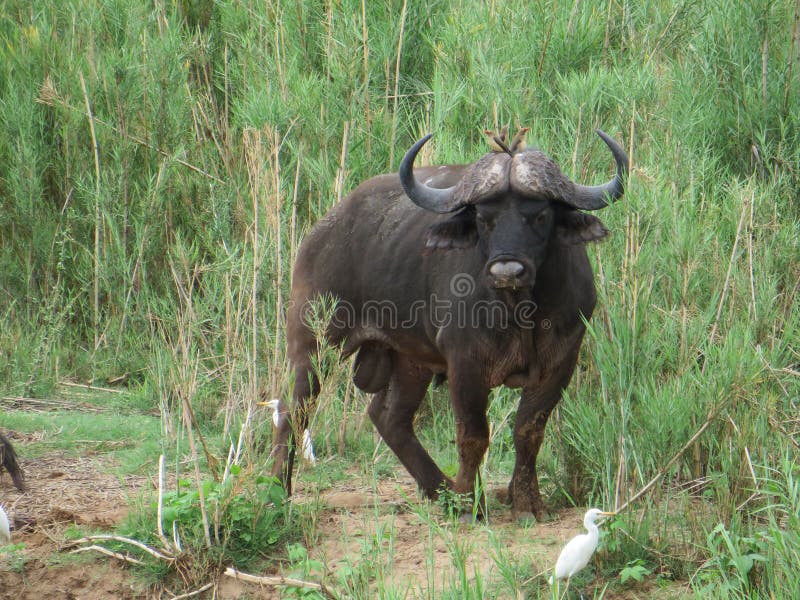 African Cape Buffalo with Red-billed Oxpeckers Stock Photo - Image of ...