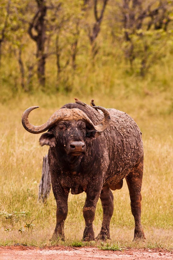 African Cape Buffalo stock image. Image of wild, bull - 72232493
