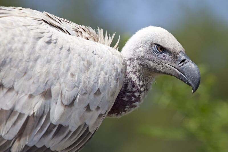 African Cape vulture stock image. Image of coprotheres - 8810701