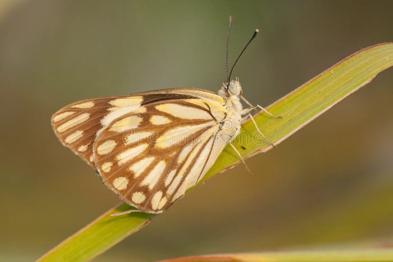 African Caper White, Belenois Aurota Stock Photo - Image of aurota ...