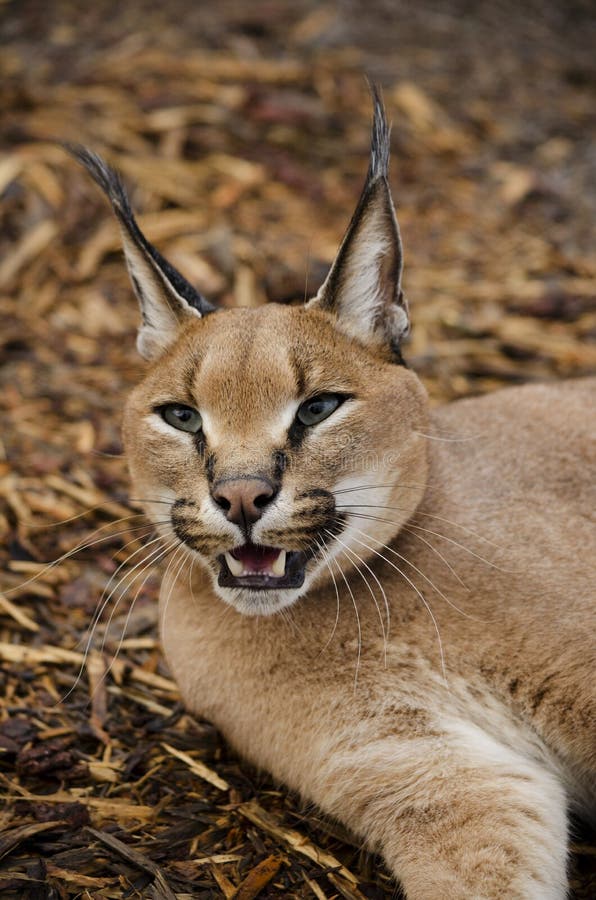 African Caracal stock photo. Image of south, wildlife - 19845708