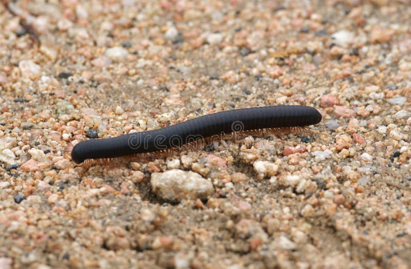 The African Centipede Creeping on a Sand Stock Image - Image of sandy ...