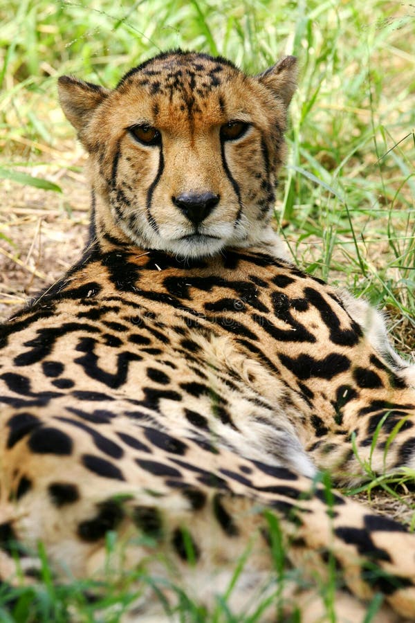 African Cheetah stock photo. Image of animal, cheetahs - 4274814