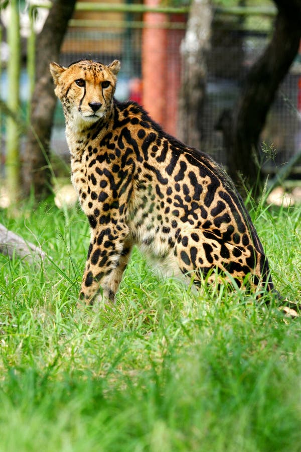 A King Cheetah Showing Its Unique Coat Pattern Stock Image - Image of ...