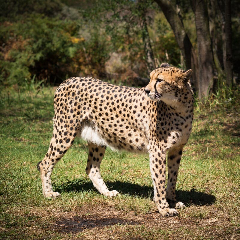African cheetah stock image. Image of sprinter, africa - 92560161