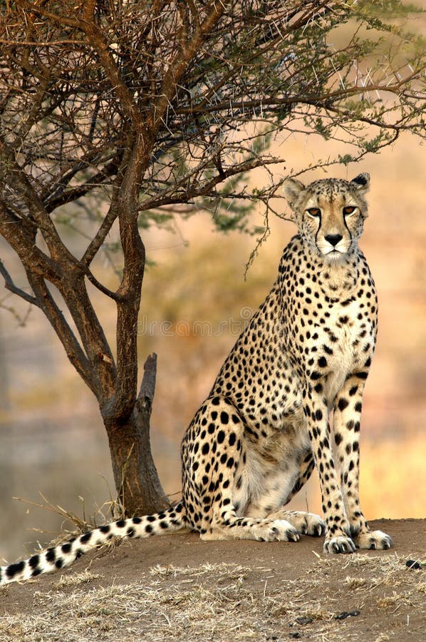 African Cheetah stock image. Image of grass, pattern - 43562865