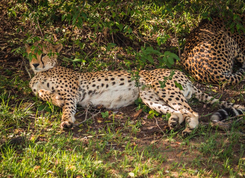 African Cheetahs in Masai Mara Park in Kenya Stock Image - Image of ...