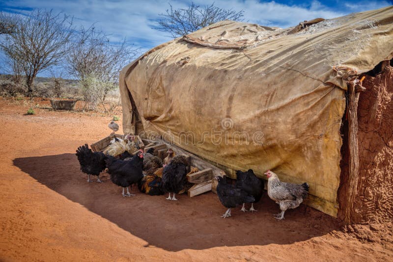 African chicken abattoir stock image. Image of butcher - 254089665