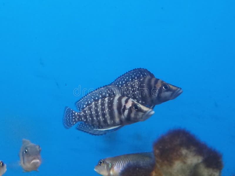 Calvus Fish Stock Photos - Free & Royalty-Free Stock Photos from Dreamstime