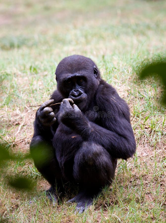 African chimpanzee stock image. Image of black, mammal - 10800257