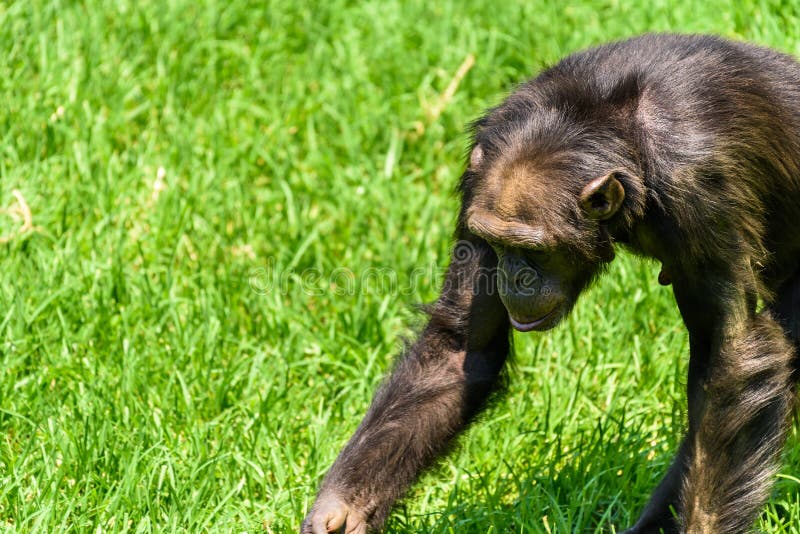 African chimpanzee stock image. Image of coast, primate - 10584305
