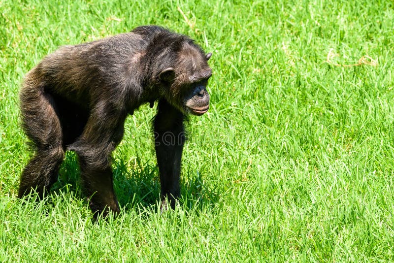 African Chimpanzee stock photo. Image of primate, green - 79931892