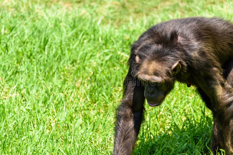 African chimpanzee stock image. Image of coast, primate - 10584305