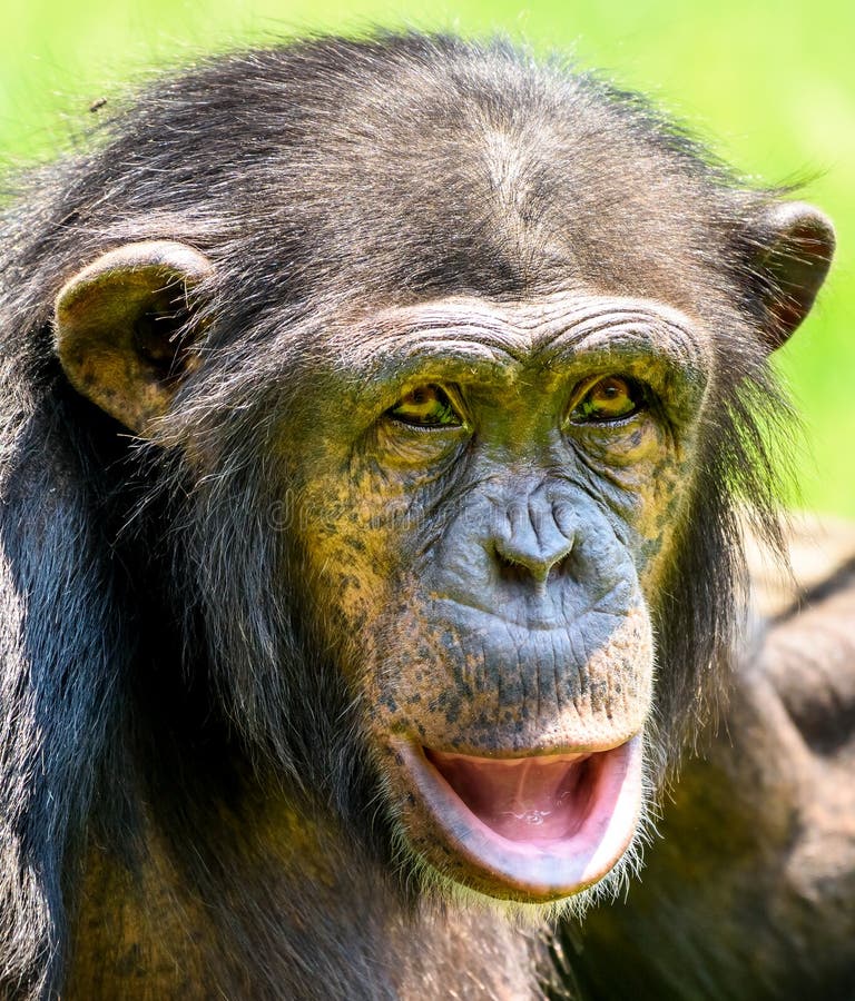 African Chimpanzee Portrait Stock Photo - Image of monkey, bonobo: 79940938