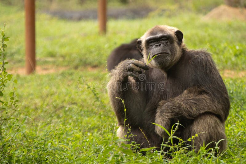African Chimpanzee Sitting Relax and Thinking about Something by ...