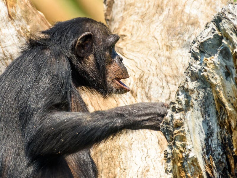 African Chimpanzee Hiding His Face Stock Photo - Image of grass ...