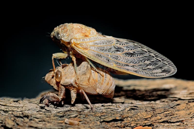 Cicada Shedding Its Exoskeleton Stock Image - Image of tree, outdoor ...