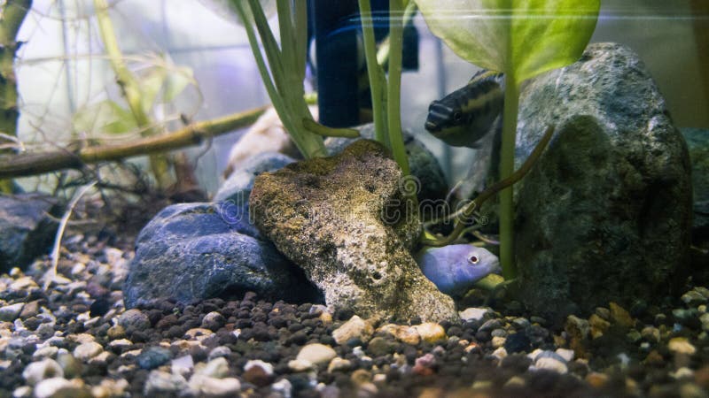 African Cichlid Fish in Aquarium, Selected Focus Stock Image - Image of ...