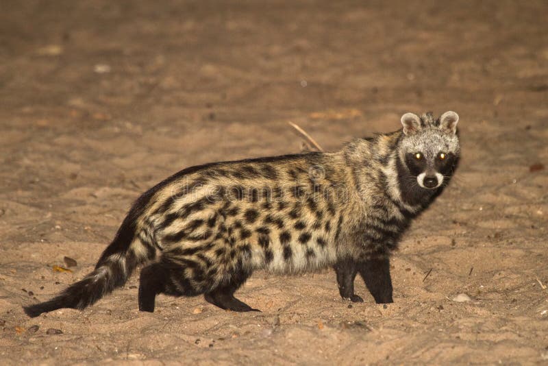 African Civet stock photo. Image of yellow, mammal, wildlife - 18390464