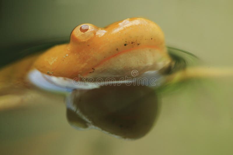 African Clawed Frog, African Clawed Toad, African Claw-toed Frog ...