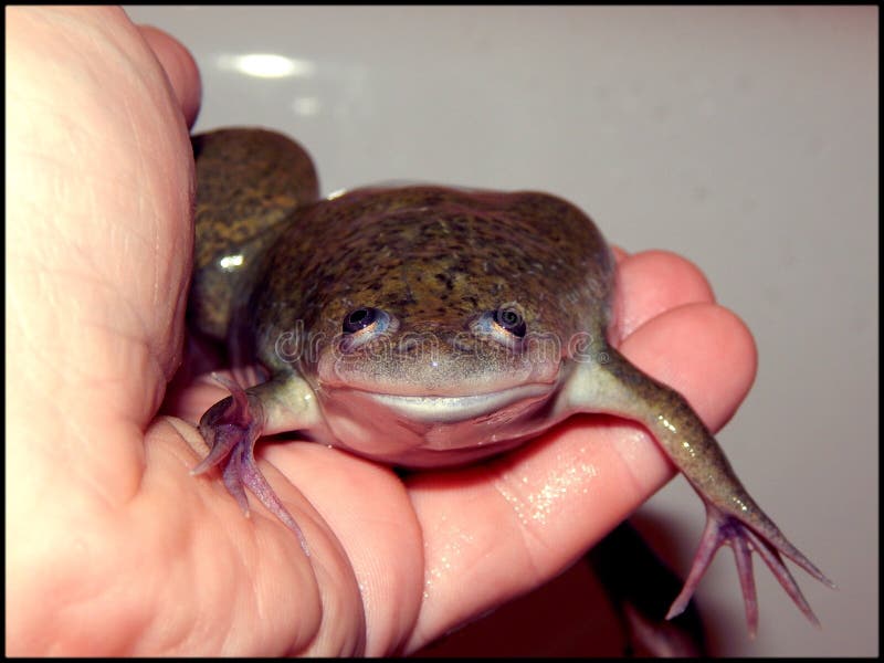 African Clawed Frog, African Clawed Toad, African Claw-toed Frog ...