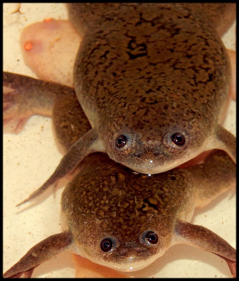 African Clawed Frog, African Clawed Toad, African Claw-toed Frog ...