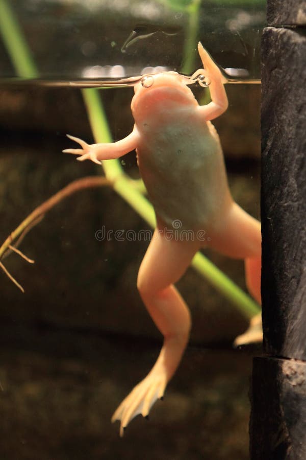 African Clawed Frog, African Clawed Toad, African Claw-toed Frog ...