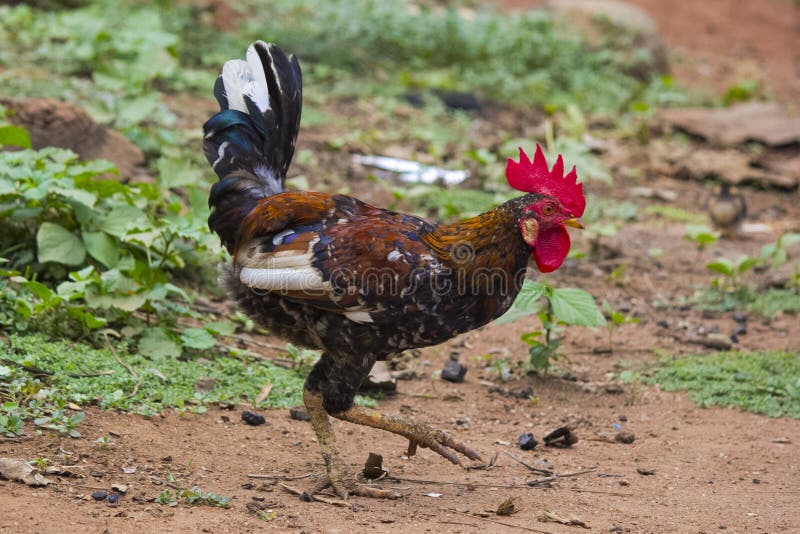 An African Hen Pecking Its Feathers Stock Photo - Image of vigilant ...