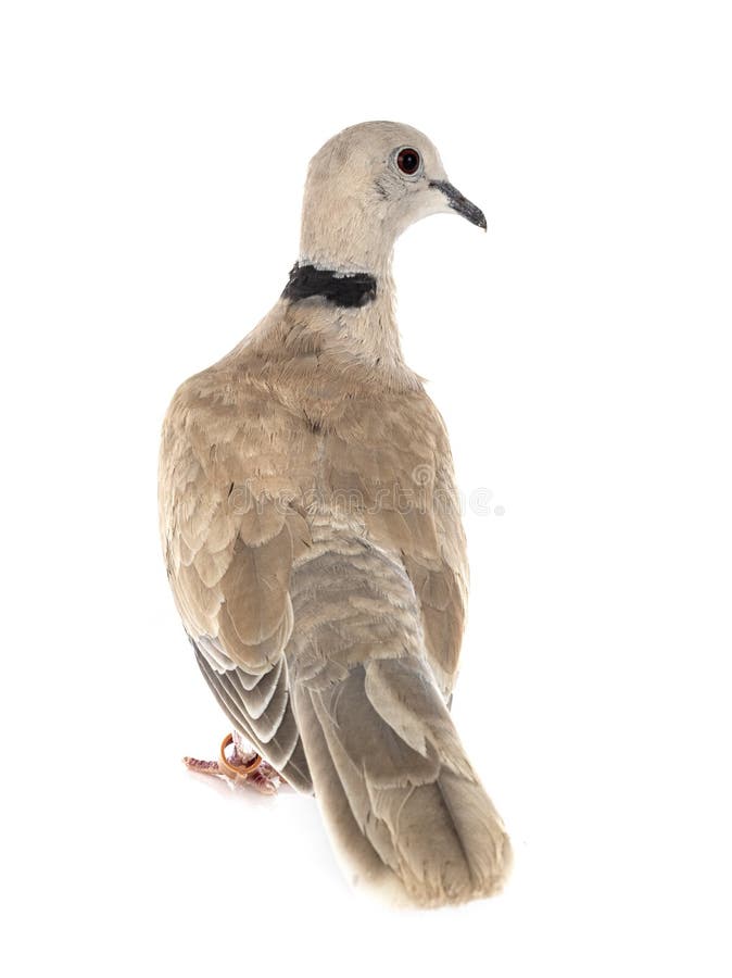 African Collared Dove stock image. Image of plumage - 157161637