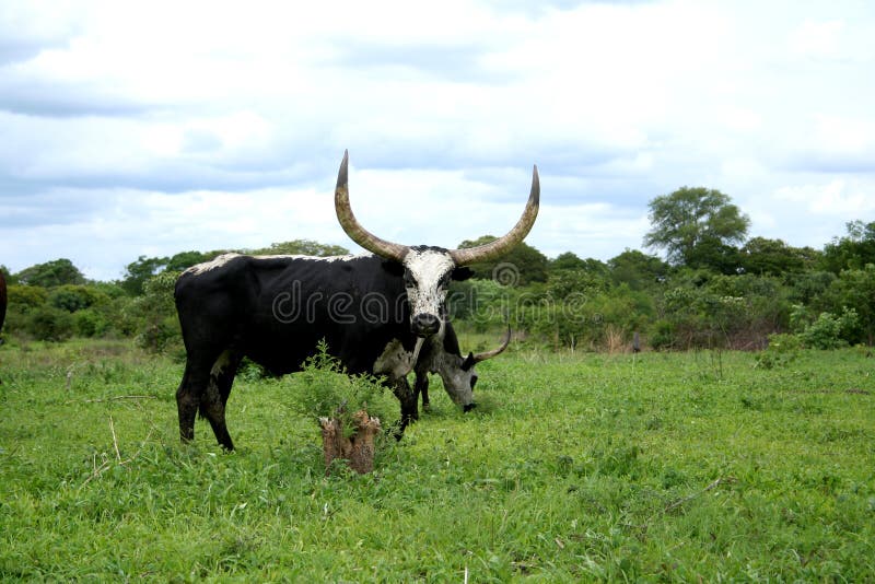 African Cow stock image. Image of africanus, africa, zambia - 18156461