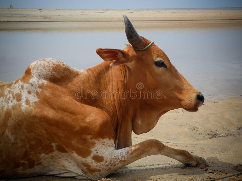 African Cow stock image. Image of milk, beach, lying - 25611699