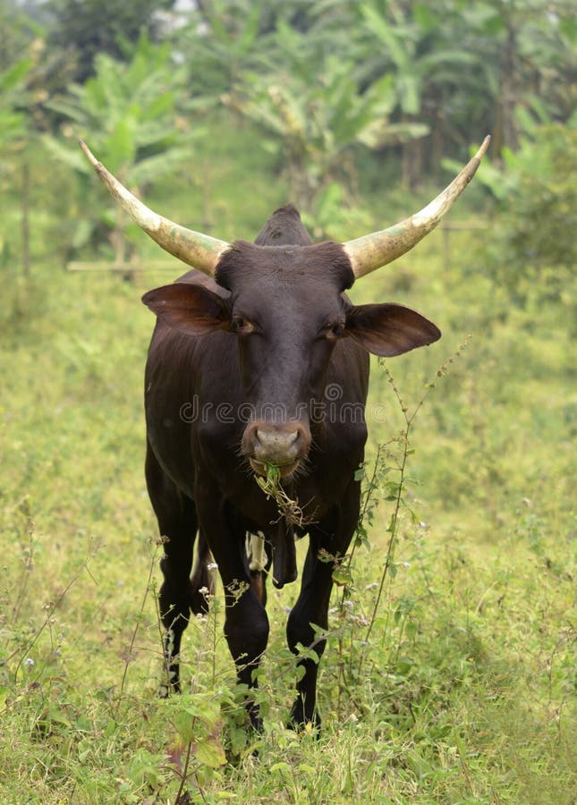 African Cow stock image. Image of grass, typical, herbs - 28230747