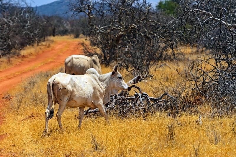 African Cow stock image. Image of planet, amboseli, national - 50961825