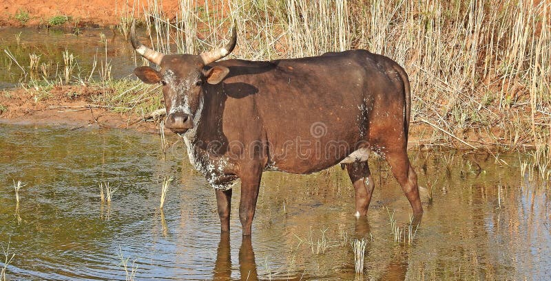 African Cow stock image. Image of agriculture, grass - 81224777