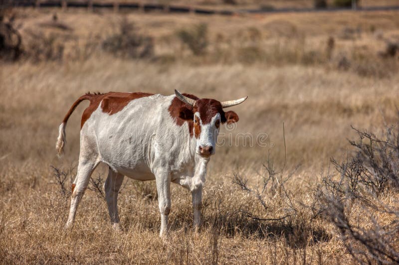 608 African Cattle Dairy Stock Photos - Free & Royalty-Free Stock ...