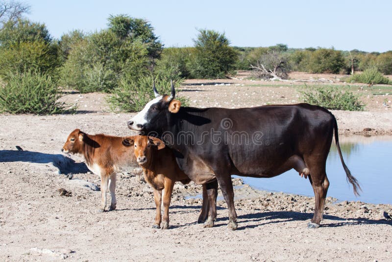 Rural Namibia stock image. Image of rural, africa, calf - 2617263