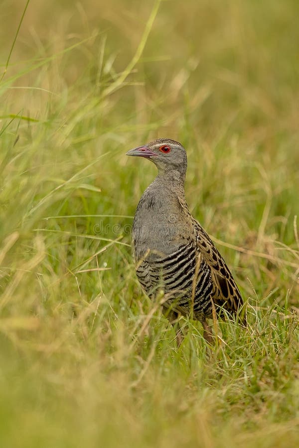 African Crake Walking in the Road Stock Photo - Image of black, wild ...