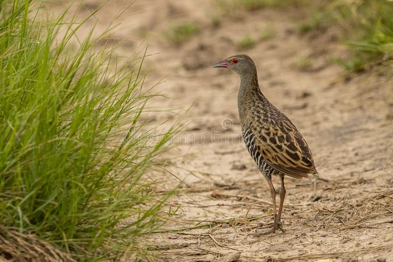 African Crake Botswana stock photo. Image of natural - 152720758