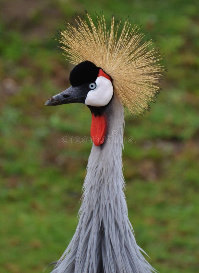 African Crested Crane stock image. Image of face, feathers - 39038717