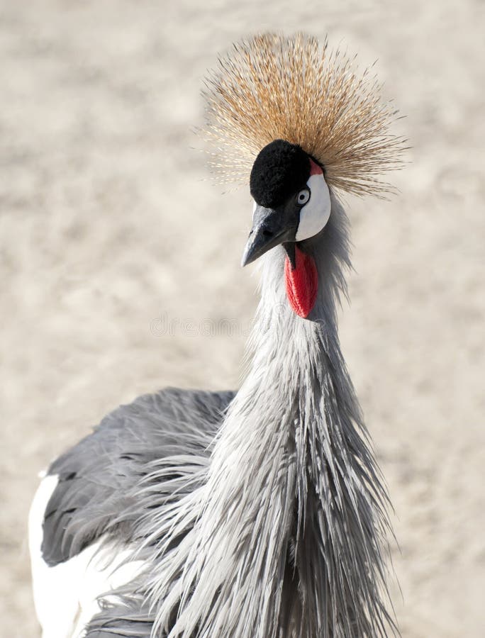 29+ African crested crane Free Stock Photos - StockFreeImages