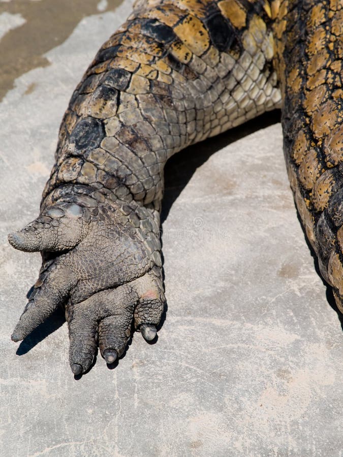 3+ Croc leg Free Stock Photos - StockFreeImages