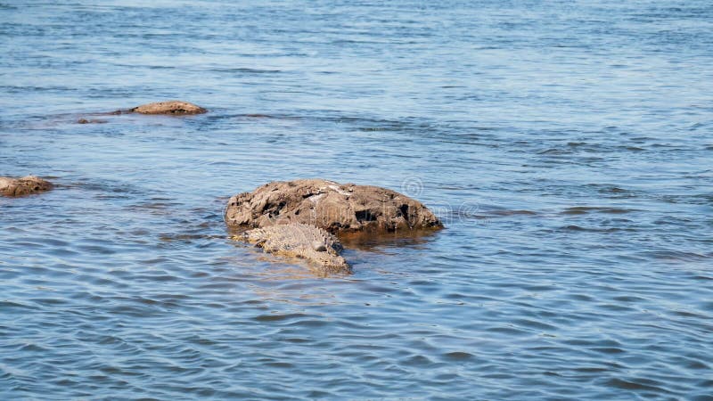 African Crocodile Swims in a River with a Tracking Sensor Stock Footage ...