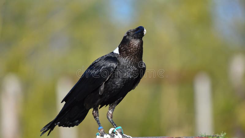 African Crow stock image. Image of eyes, wildlife, head - 2583573