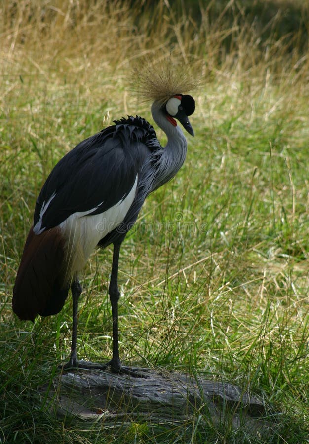 African crowned crane stock image. Image of africa, crane - 18887