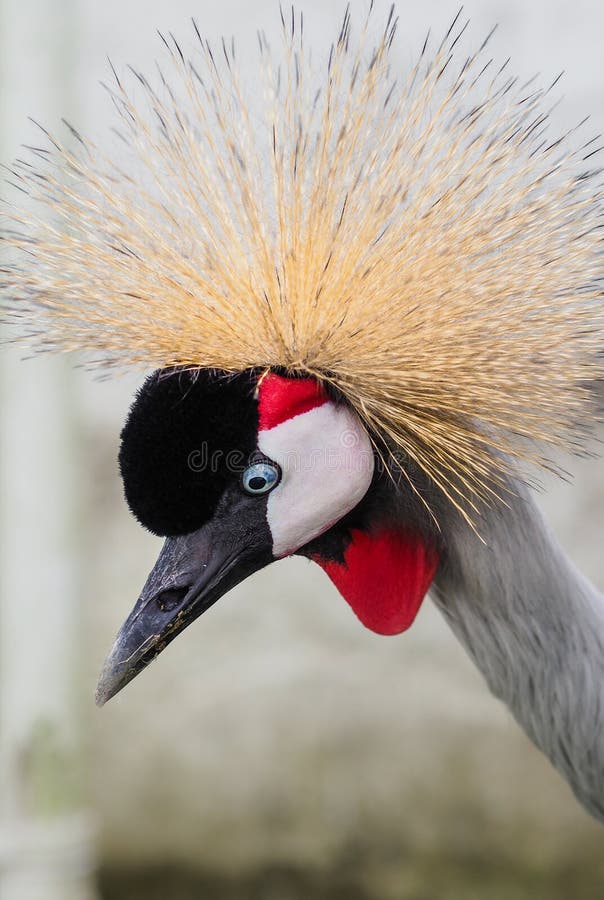 African crowned crane stock photo. Image of closeup, birds - 76257800