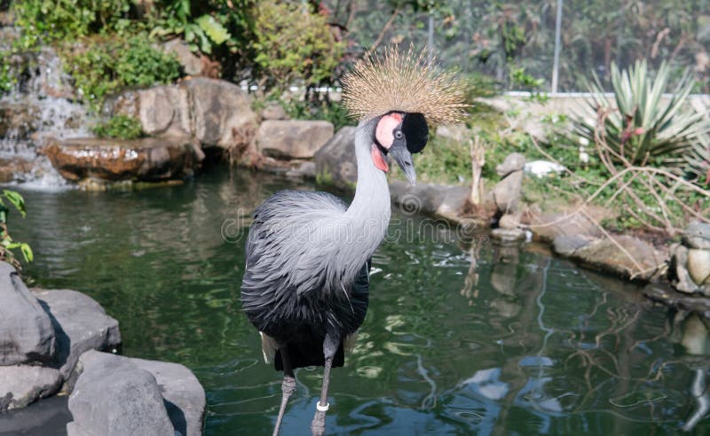 African Crowned Crane in the Zoo Stock Image - Image of beautiful ...