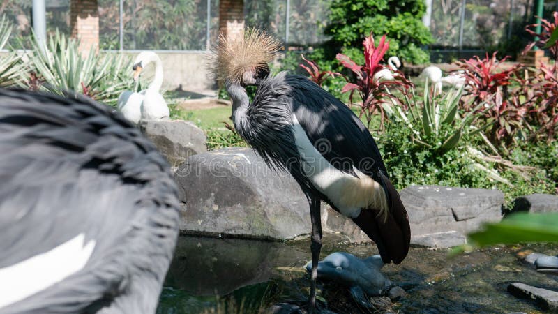 African Crowned Crane in the Zoo Stock Photo - Image of black ...